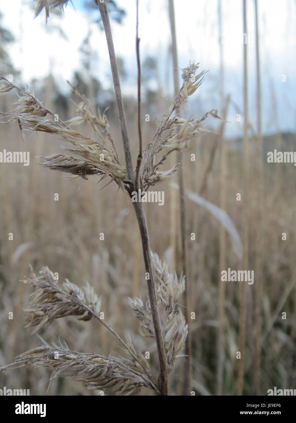 Photograph of Calamagrostis epigejos, commonly known as Wood Reed Grass ...