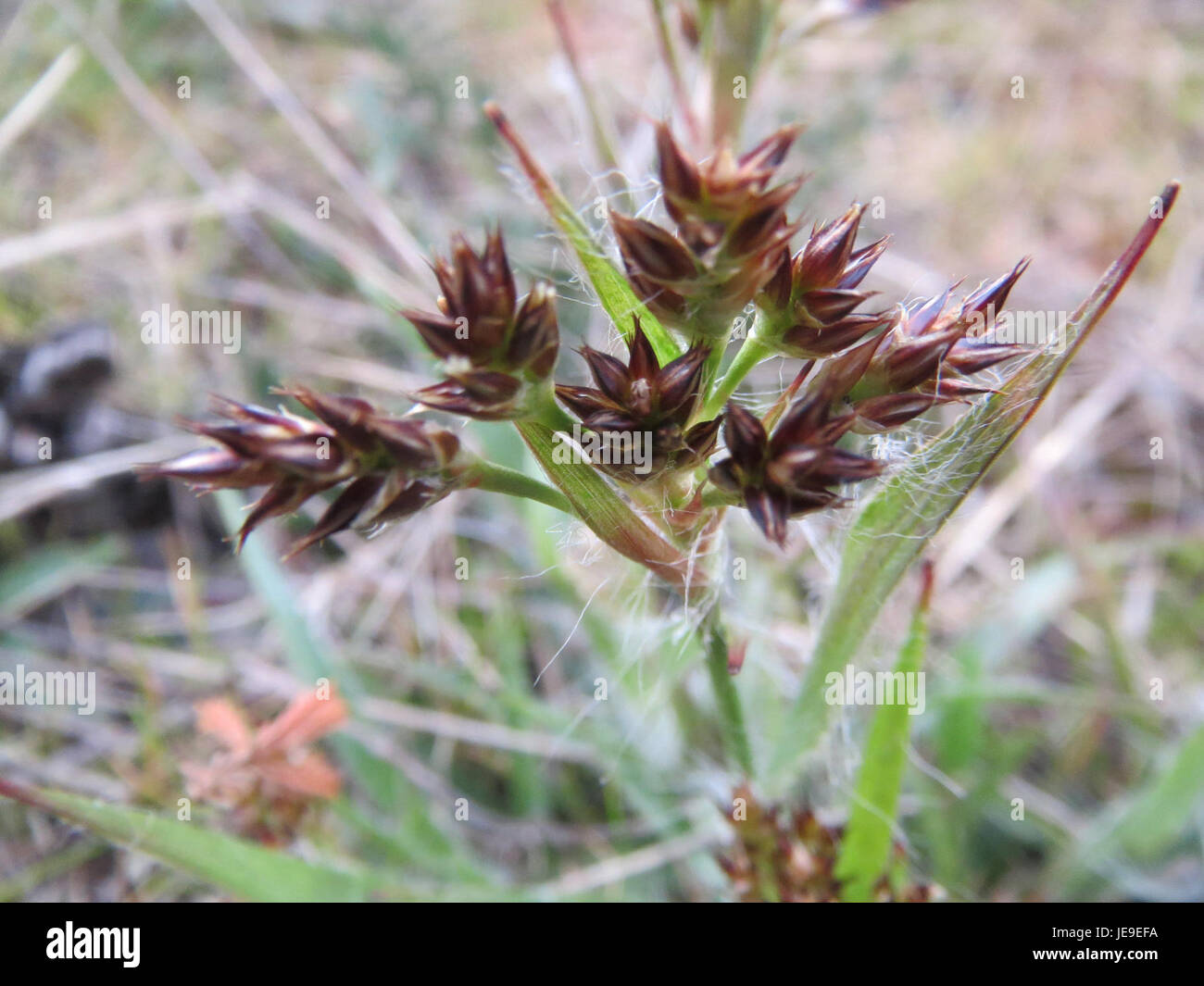 Luzula campestris, also known as field woodrush, is shown in this image ...