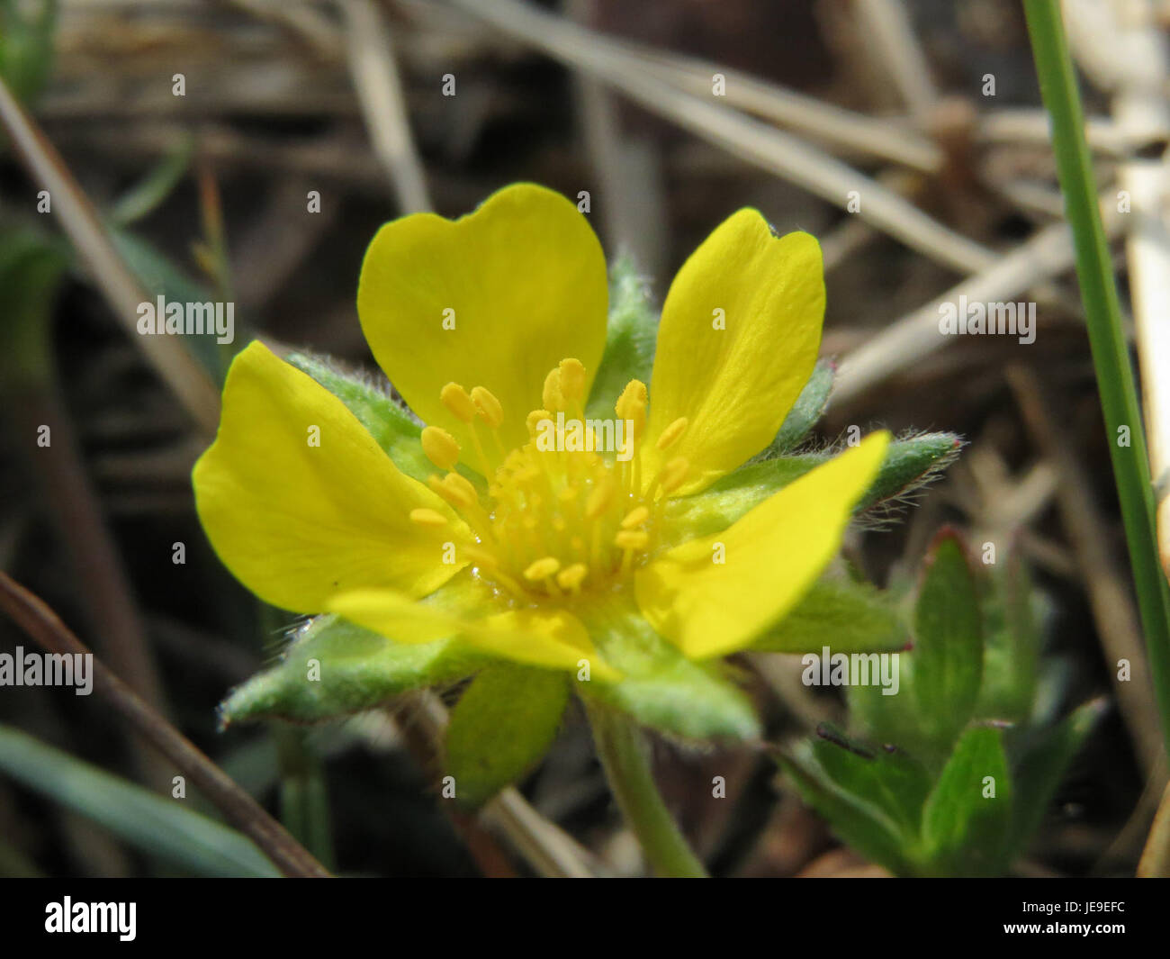 Potentilla neumanniana, also known as Neumann's Cinquefoil, is a ...