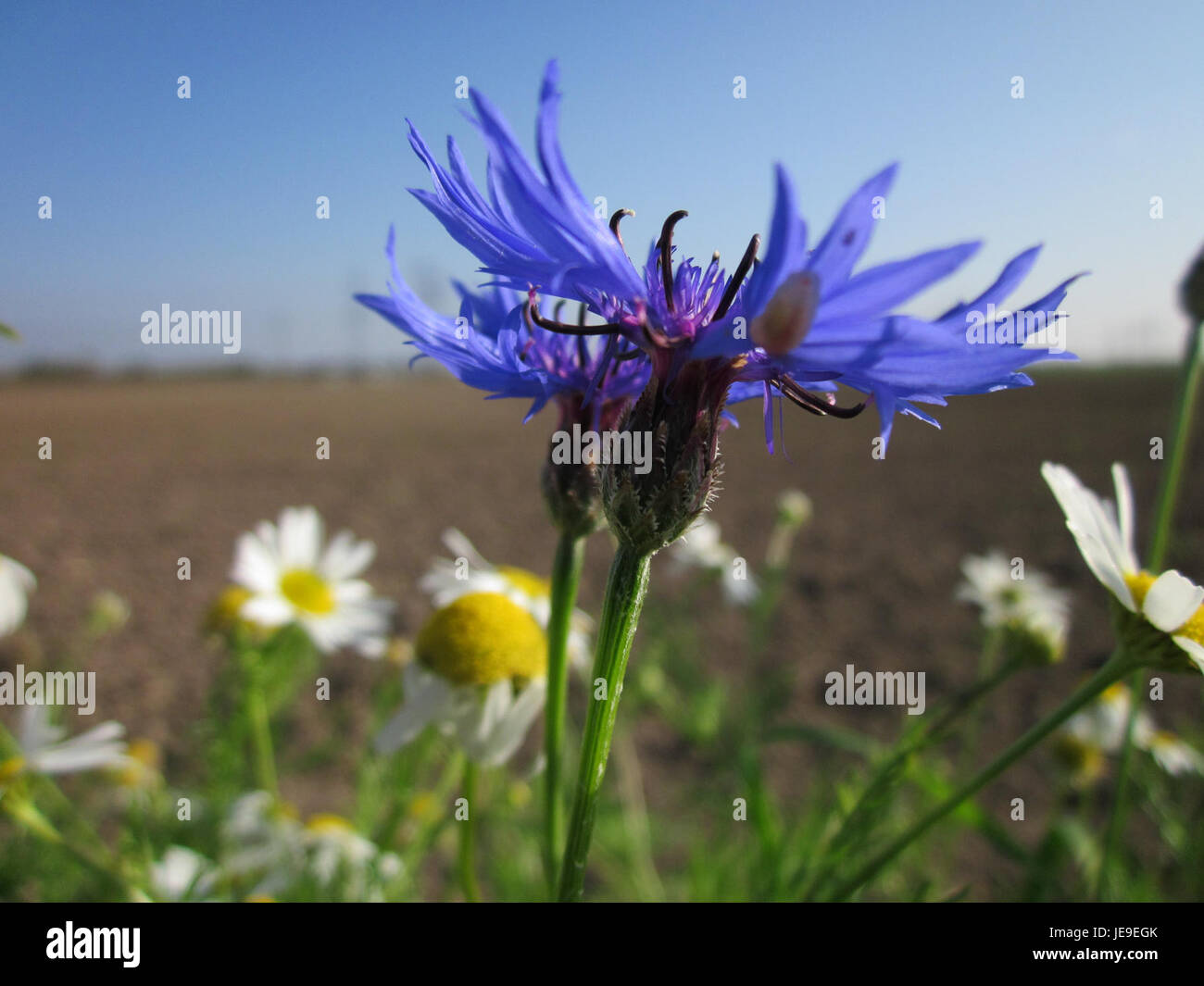 Cornflower identification hi-res stock photography and images - Alamy