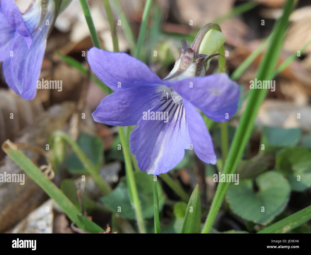 Viola riviniana, commonly known as wood violet, is a species of ...
