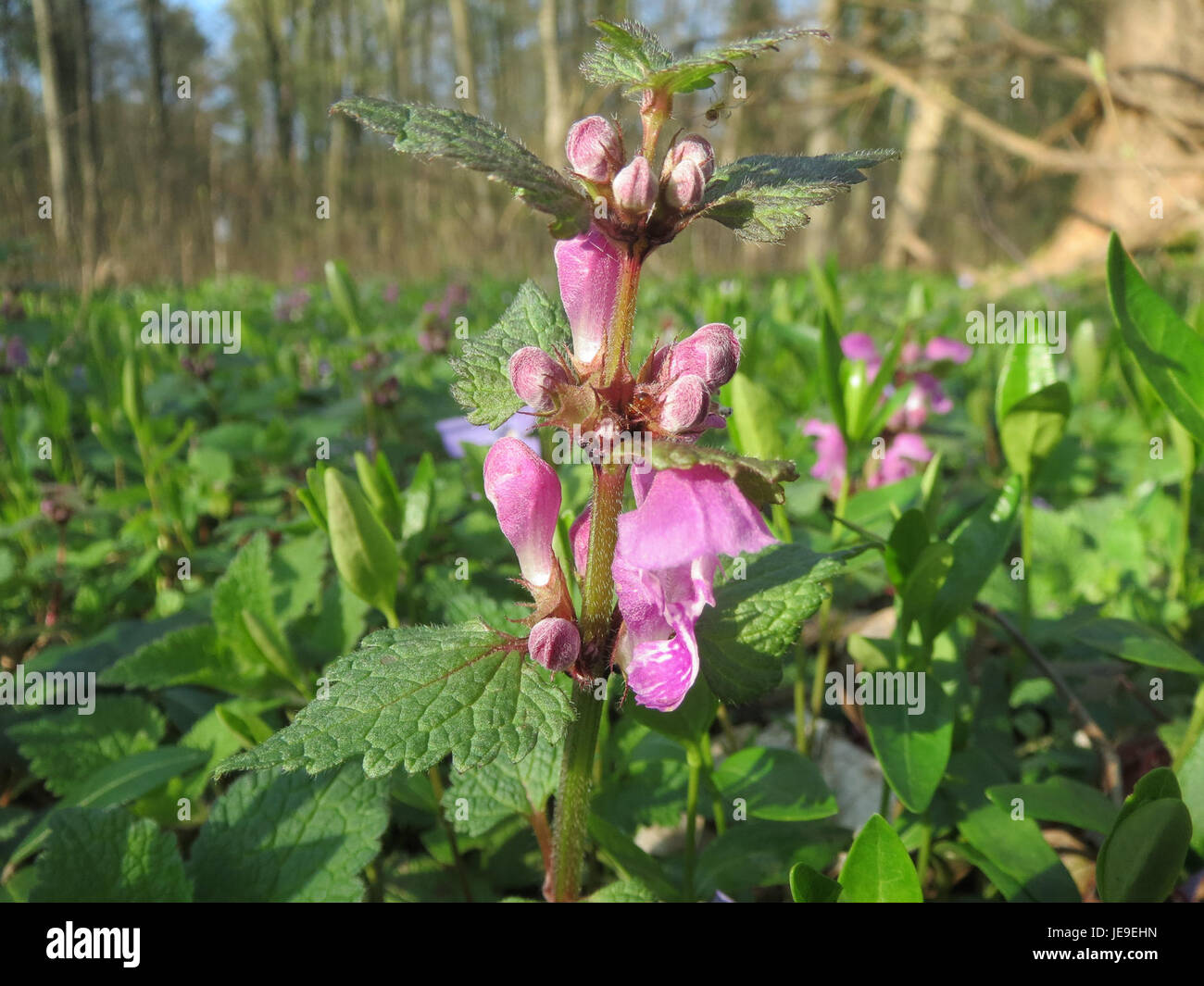 Lamium maculatum spotted dead hi-res stock photography and images - Alamy