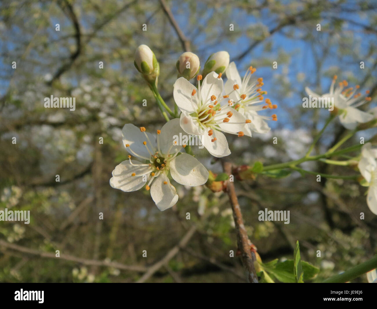 *Prunus avium*, commonly known as the wild cherry tree, is depicted ...
