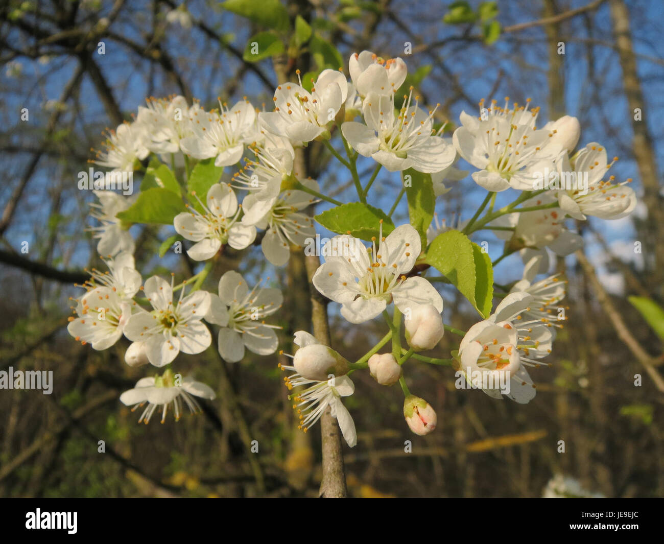 The image depicts Prunus avium, commonly known as sweet cherry, a ...