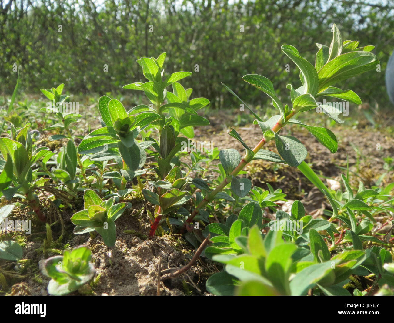 Hypericum perforatum, commonly known as St. John’s Wort, is a medicinal ...