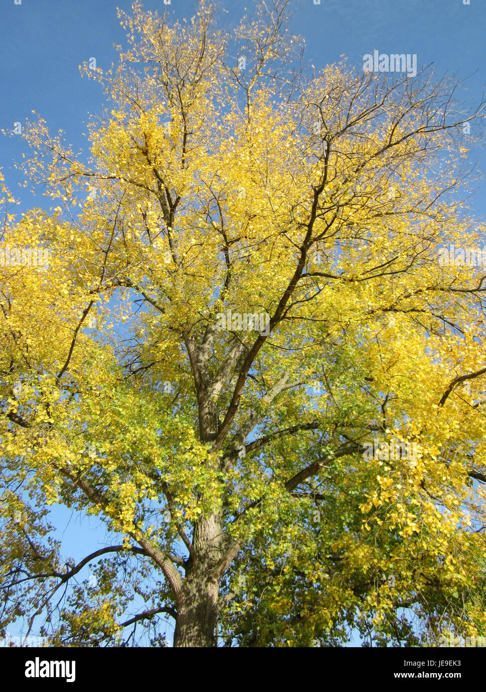 Poplar timber hi-res stock photography and images - Alamy