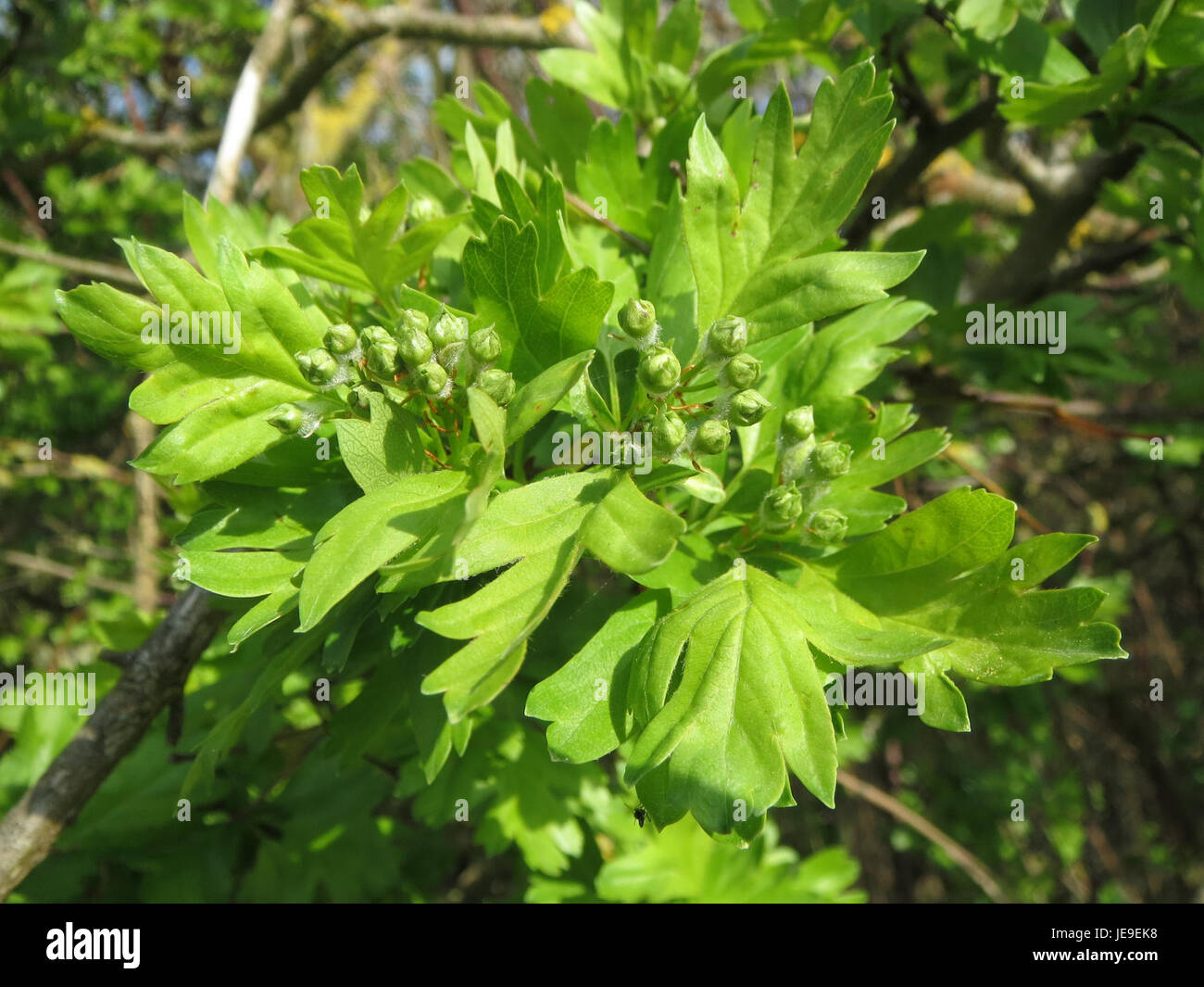 Crataegus monogyna, commonly known as the hawthorn, is a species of ...