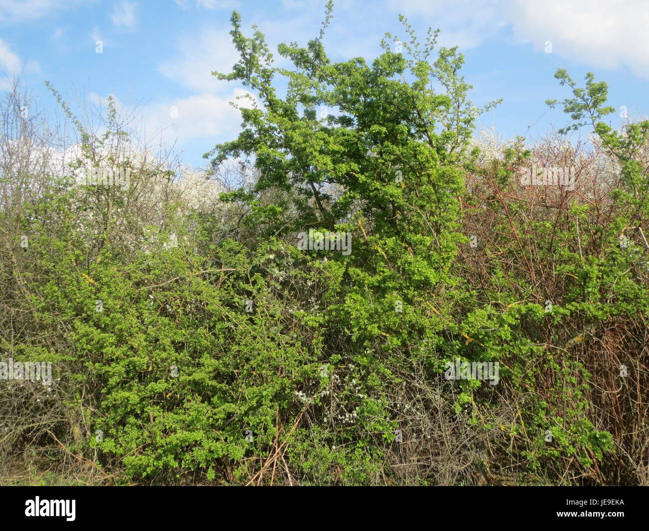 A botanical study of Crataegus monogyna, commonly known as hawthorn ...