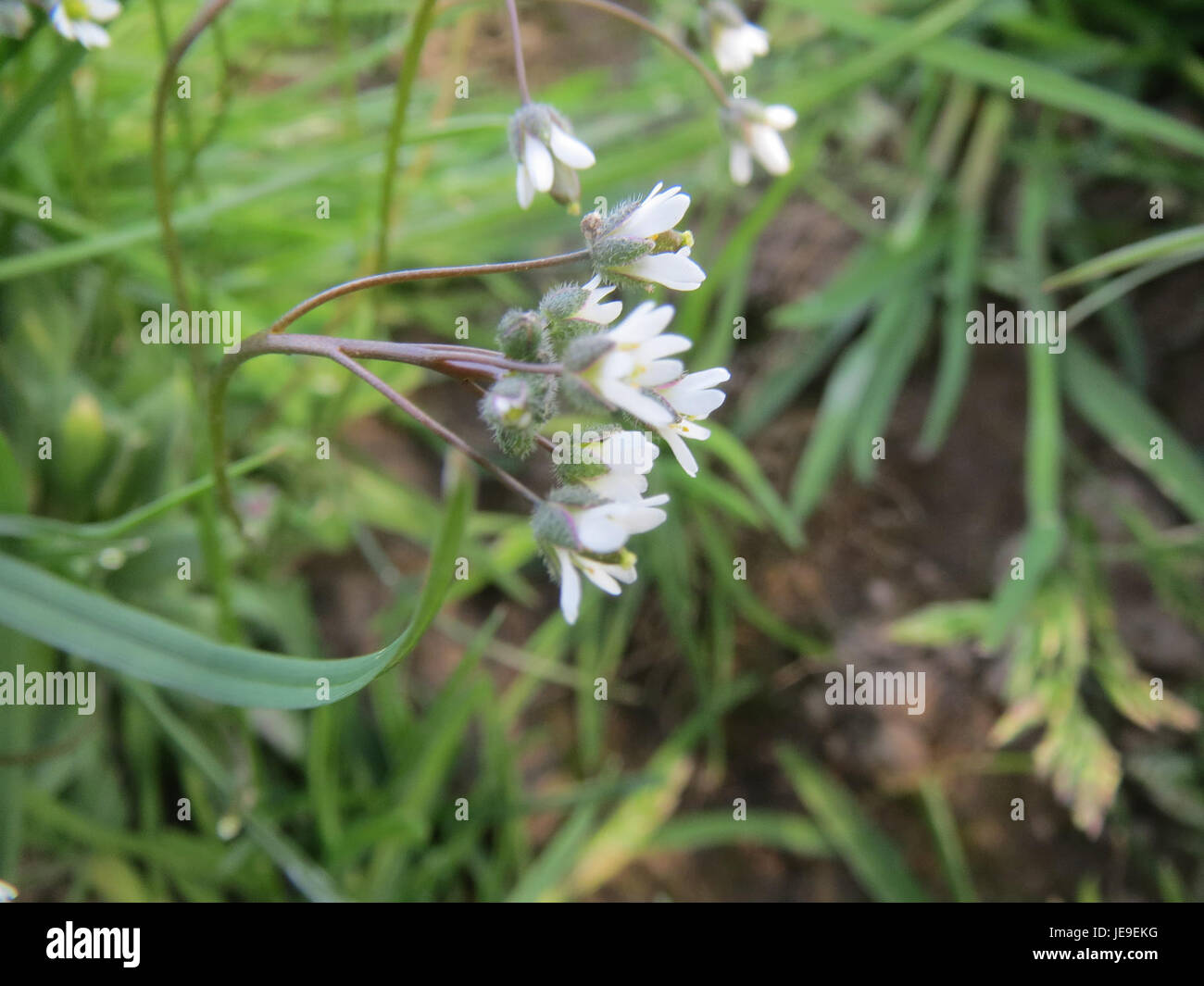 Spring draba draba verna hi-res stock photography and images - Alamy