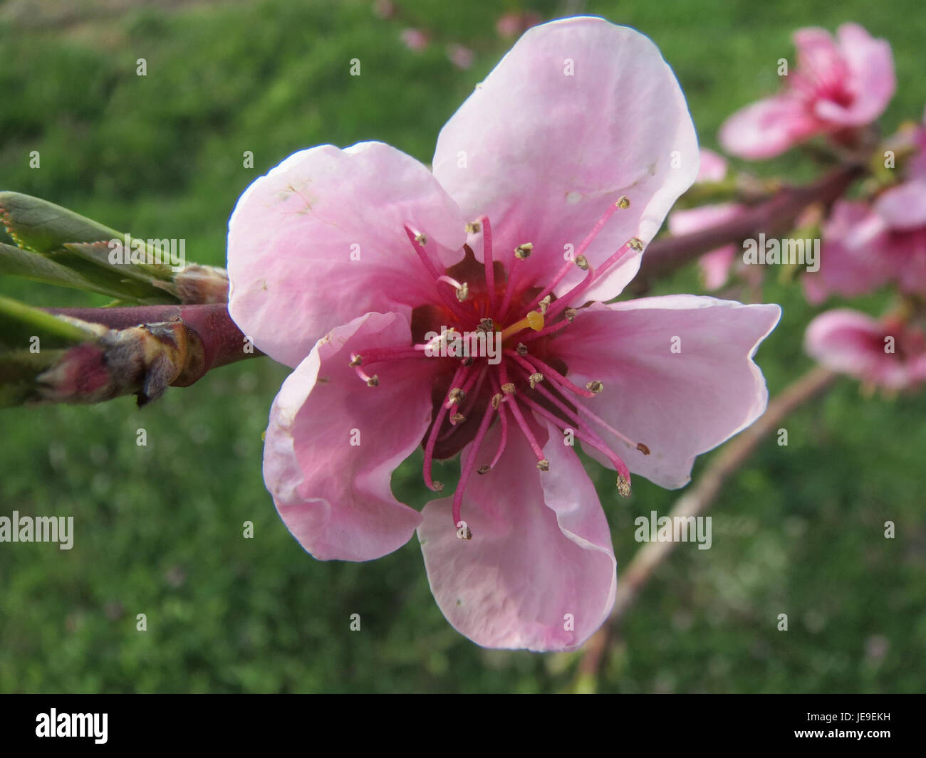 Prunus dulcis is the scientific name for the almond tree. Known for its ...