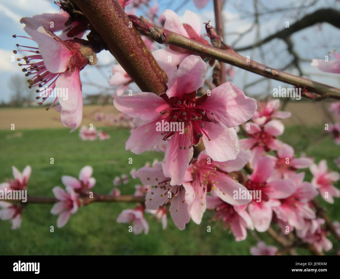 Prunus dulcis, commonly known as the almond tree, is a species of ...