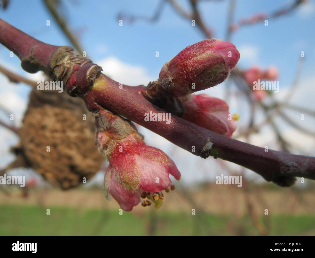 Prunus dulcis, or almond tree, is a deciduous tree native to the ...