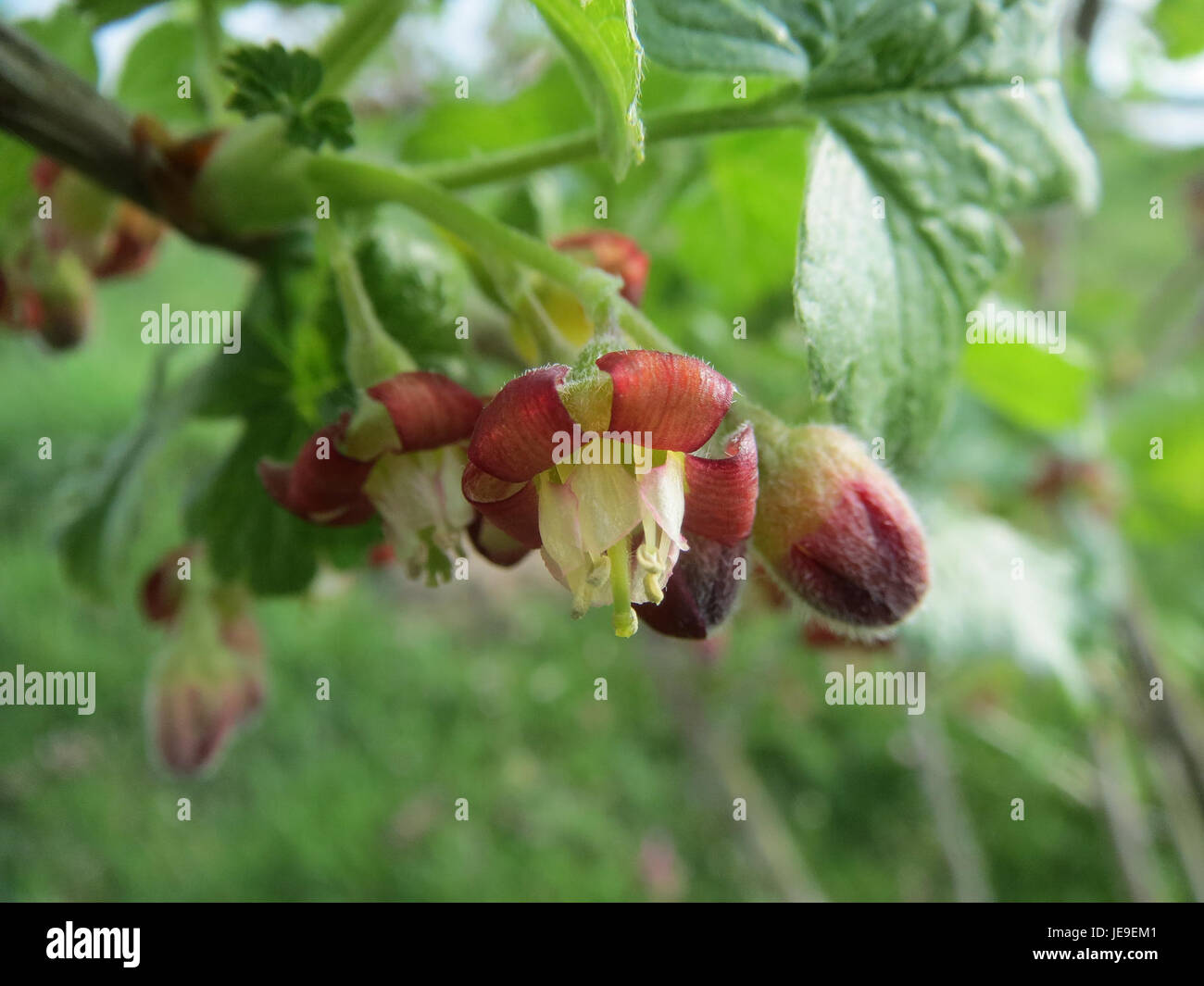 Ribes uva-crispa, commonly known as gooseberry, is a fruit-bearing ...