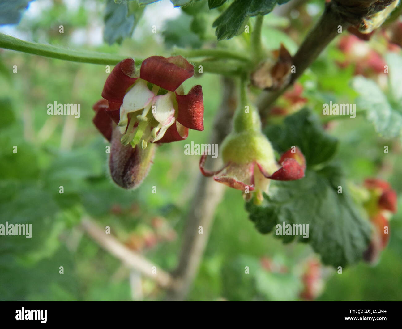 *Ribes uva-crispa*, also known as gooseberry, is a fruit-bearing plant ...