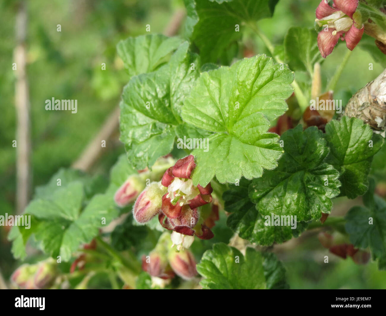 This image shows a close-up of Ribes uva-crispa, commonly known as ...