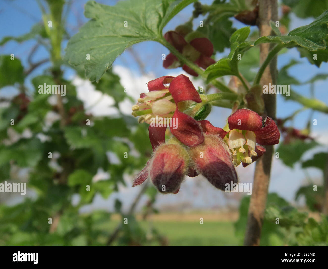 Ribes uva-crispa, commonly known as gooseberry, is a small fruit ...