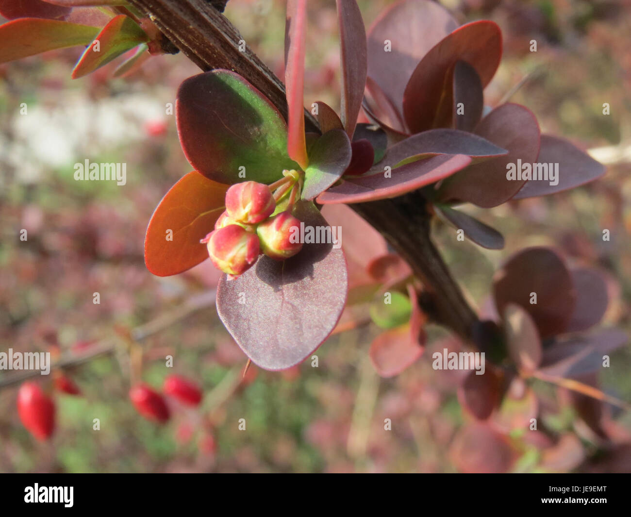 This photograph features a Berberitze plant in Reilingen, Germany ...