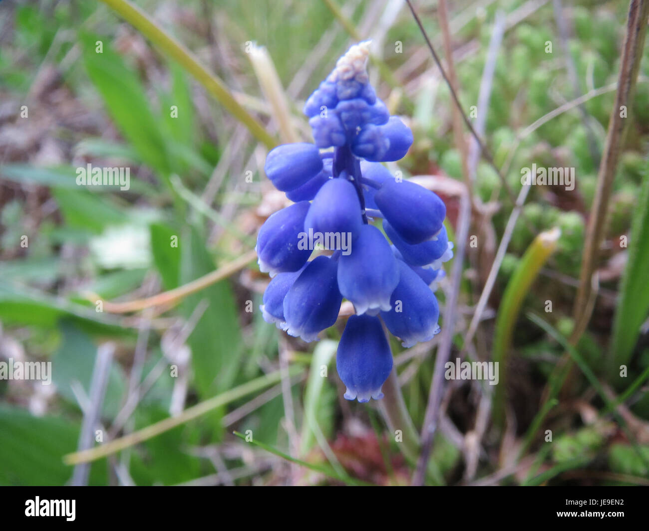 Muscari armeniacum, commonly known as grape hyacinth, is a bulbous ...