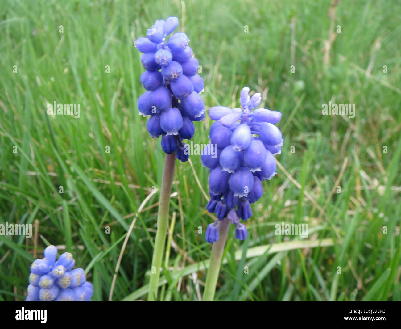 Muscari armeniacum, also known as grape hyacinth, is a perennial flowering plant native to ...