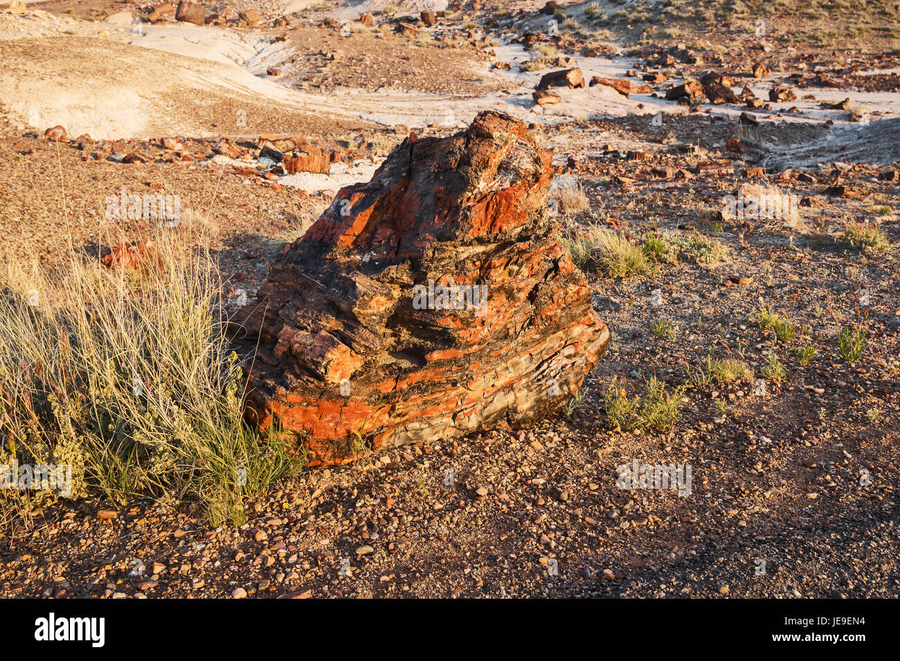 Crystal forest, Petrified Forest National Park, Arizona, USA Stock ...