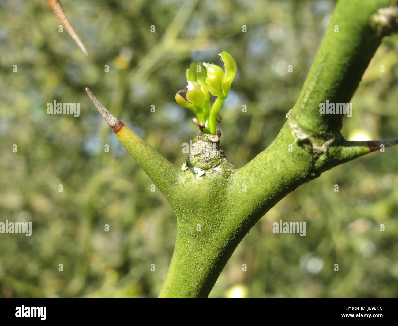 Poncirus trifoliata, commonly known as the trifoliate orange, is a ...