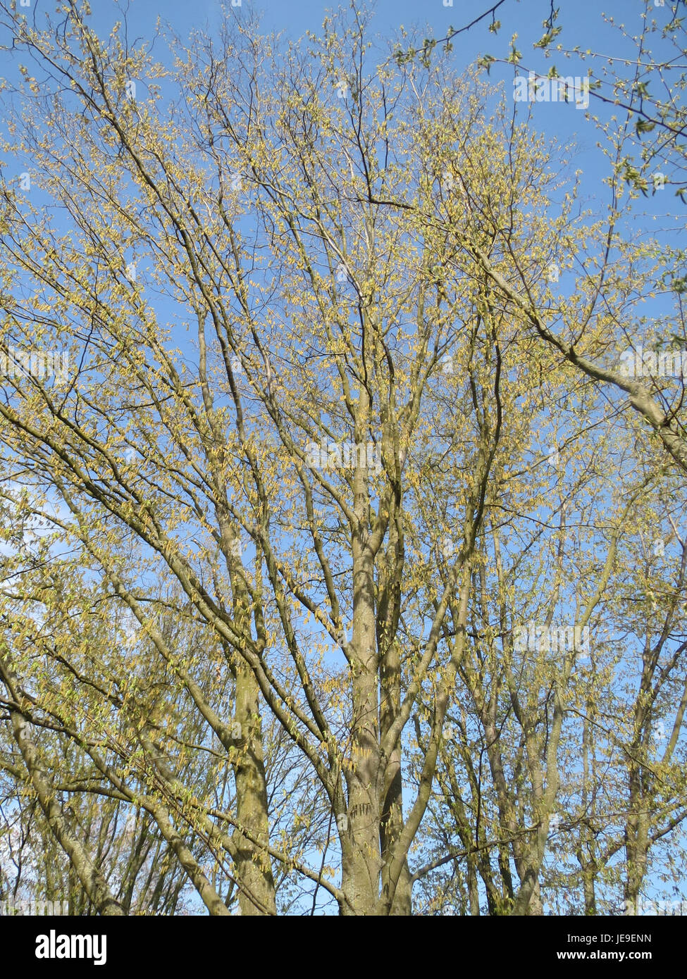 This photograph from March 27, 2014, shows a poplar tree (Pappel) in ...