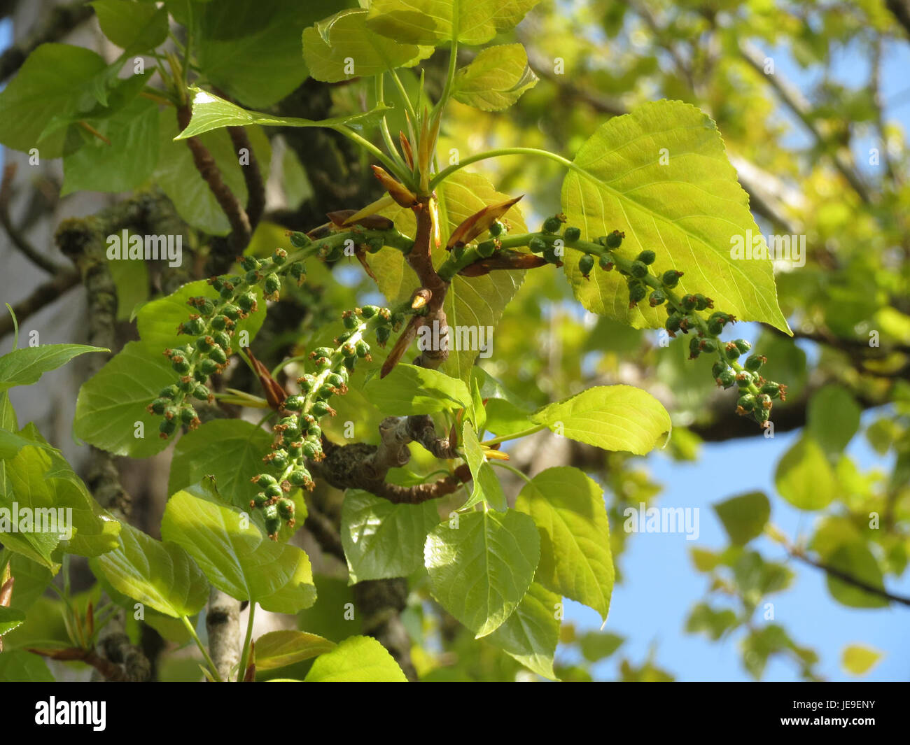 Tall fast growing tree hi-res stock photography and images - Alamy