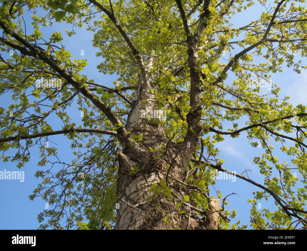 Distributed across the northern hemisphere hi-res stock photography and ...