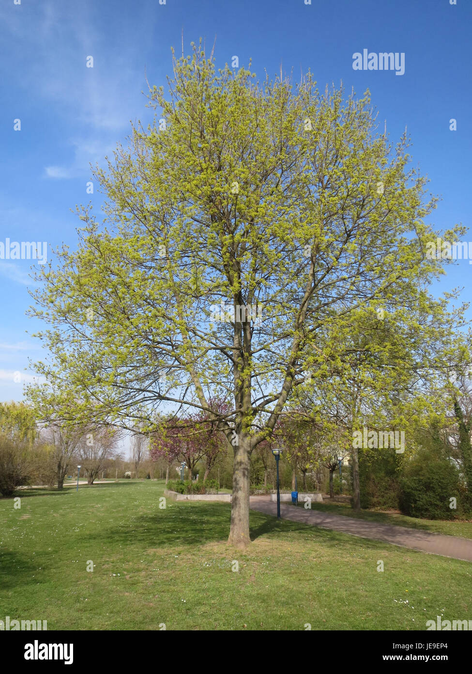 Acer platanoides commonly known hi-res stock photography and images - Alamy