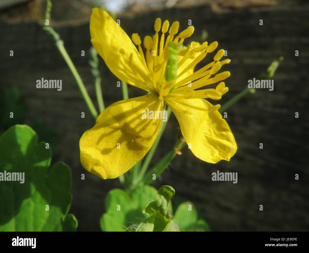 Chelidonium majus known greater hi-res stock photography and images - Alamy