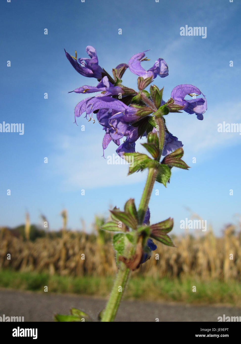 The Hockenheimer Rheinbogen is a scenic area along the Rhine River in ...