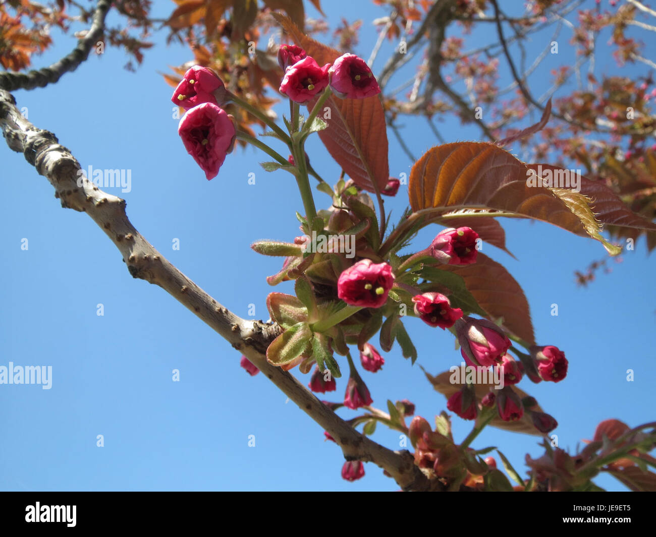 Prunus serrulata, or Japanese cherry blossom, is a deciduous tree that ...