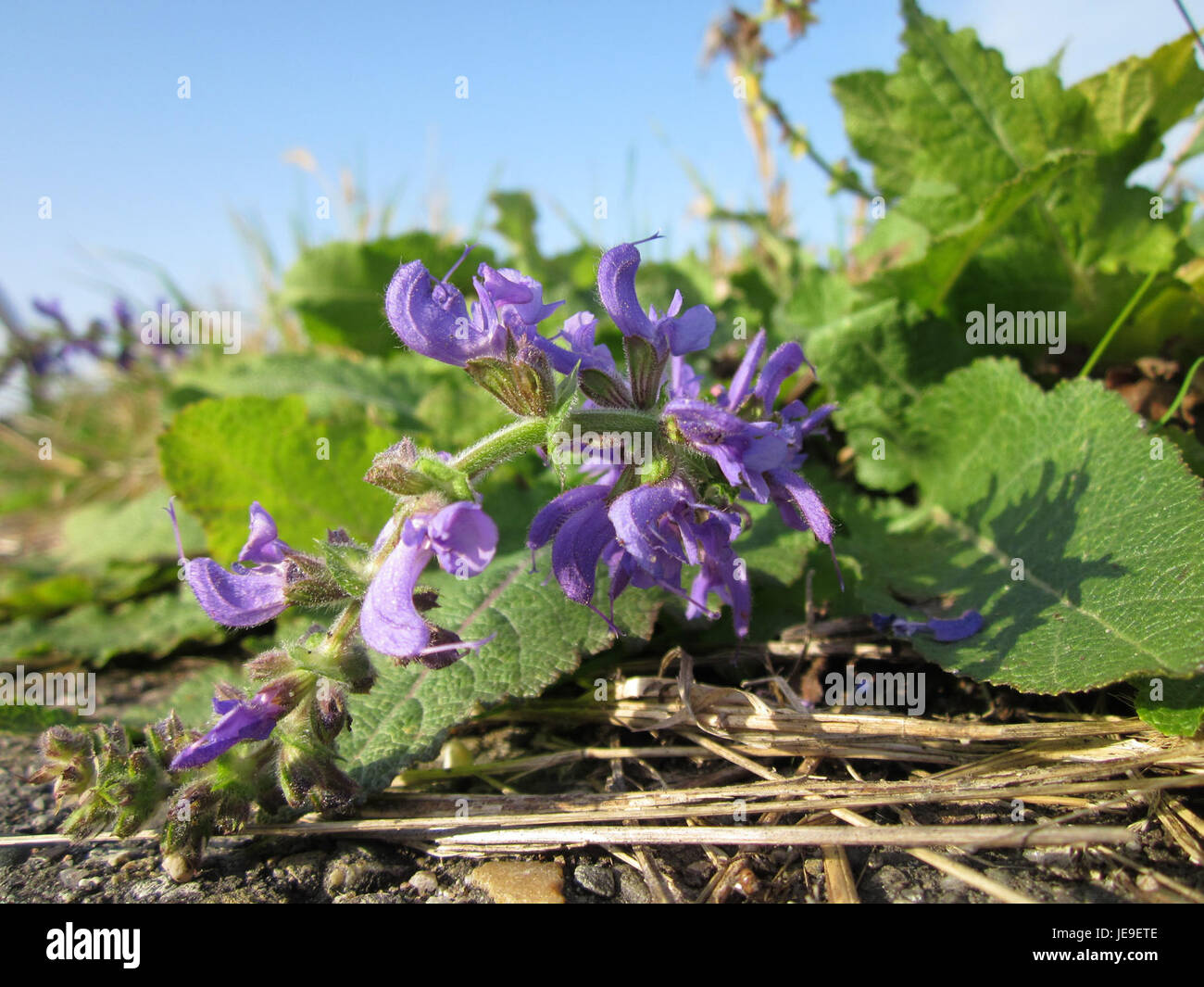 The Hockenheimer Rheinbogen is a scenic area along the Rhine River in ...