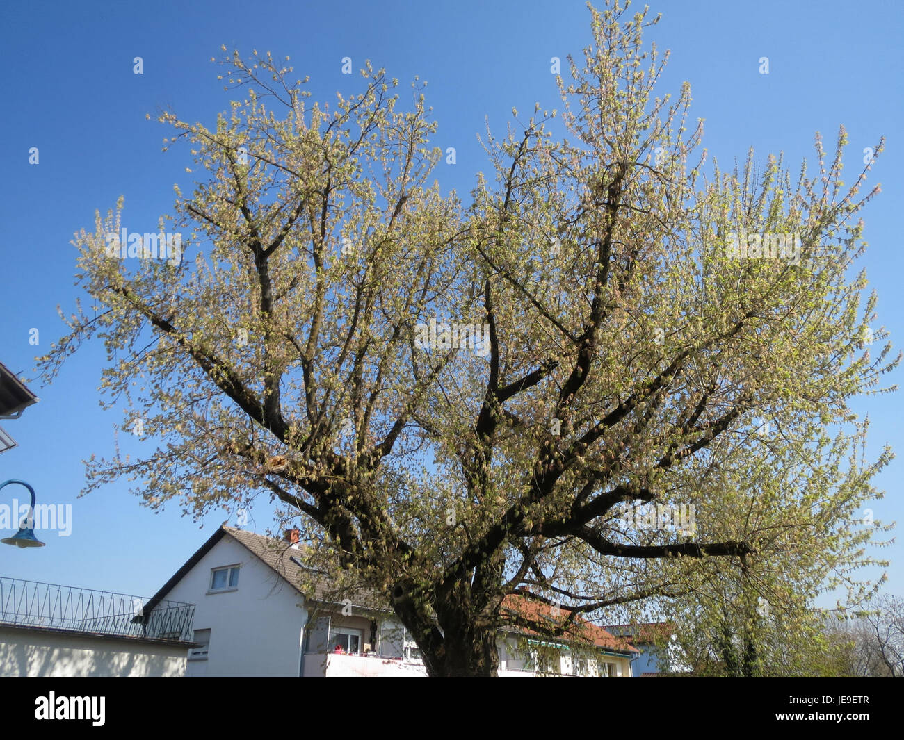 Acer negundo, commonly known as boxelder, is a deciduous tree species ...