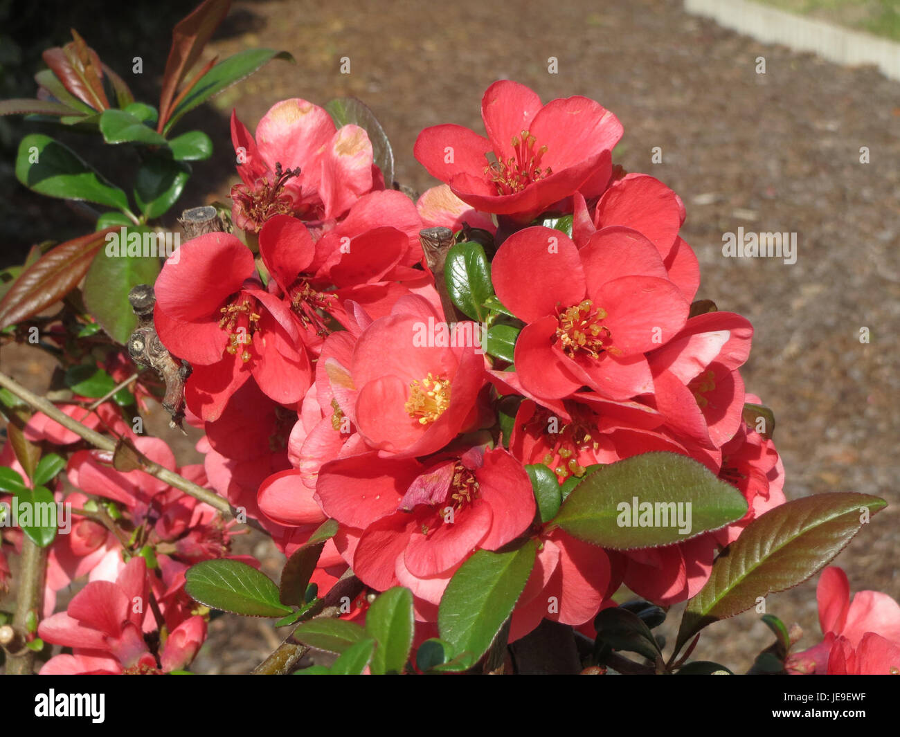 A photograph of Zierquitte, also known as ornamental quince, taken on ...
