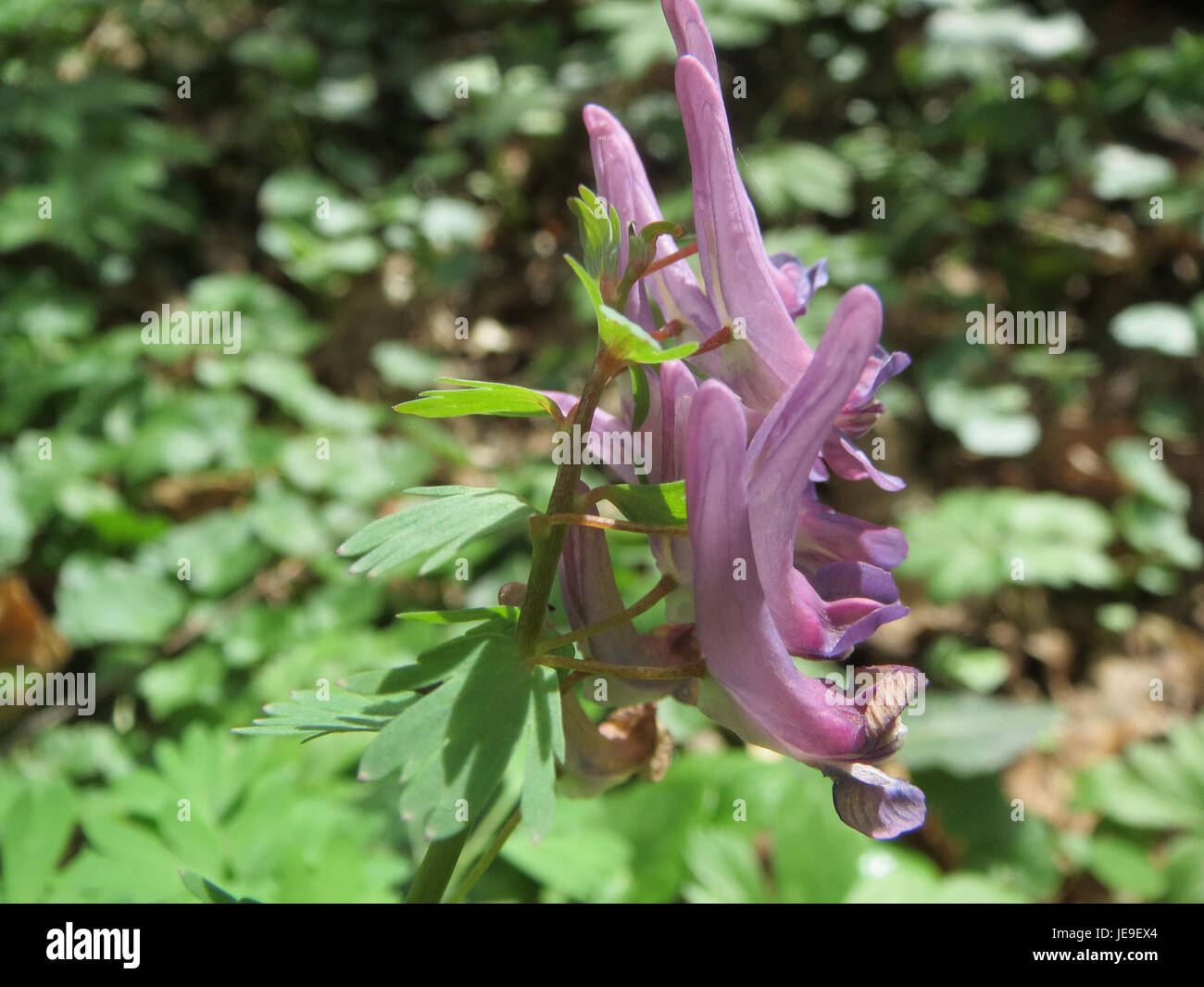 Corydalis solida, also known as hollowroot, is a perennial herb known ...