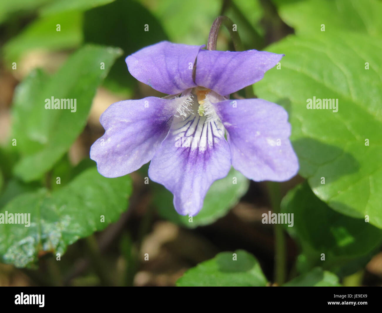 Viola riviniana, commonly known as the dog-violet, is a flowering plant ...