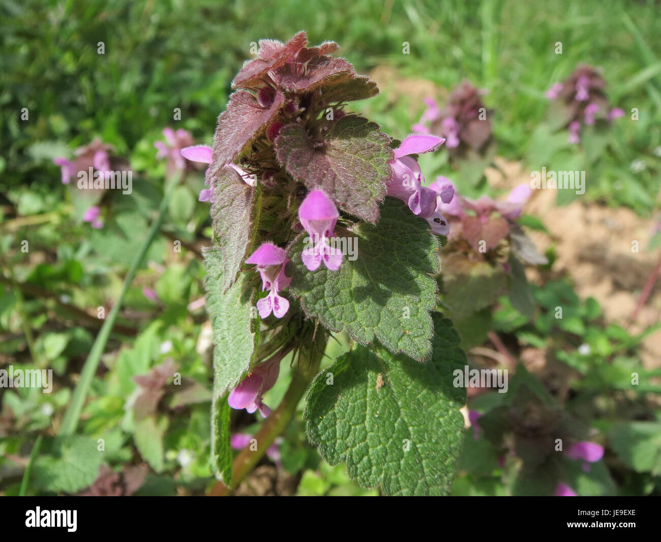Lamium purpureum, commonly known as purple deadnettle, is a species of ...