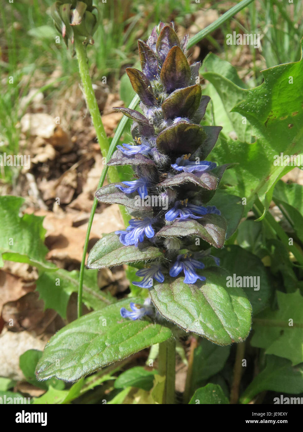 Ajuga reptans, commonly known as bugleweed, is a perennial plant native ...