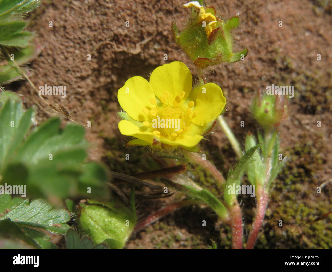 Potentilla neumanniana, a species of flowering plant, was recorded on ...