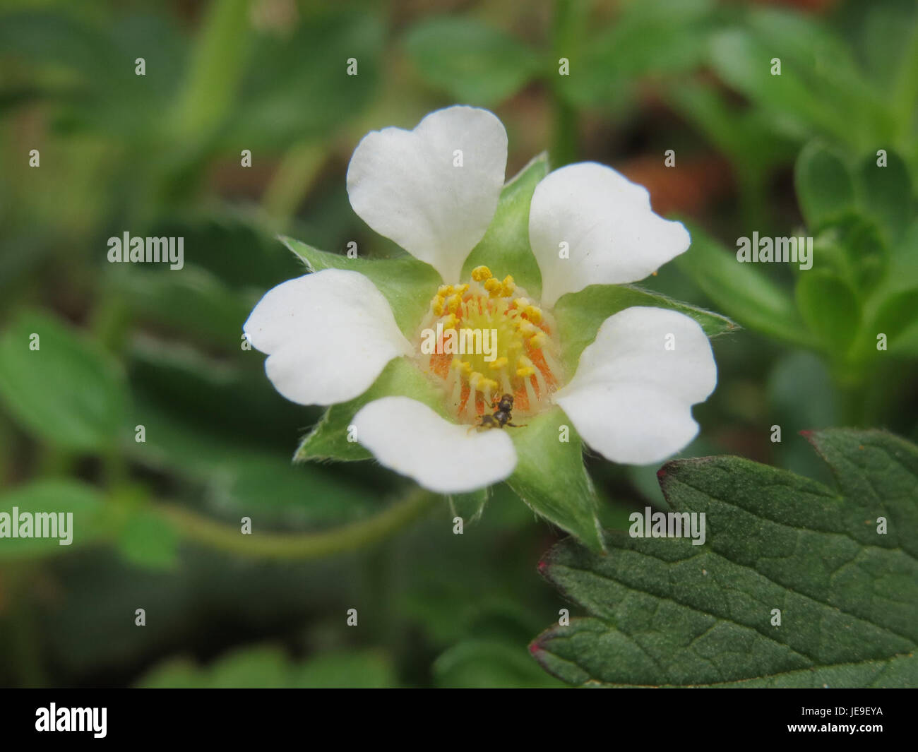 Barren strawberry flowers hi-res stock photography and images - Alamy