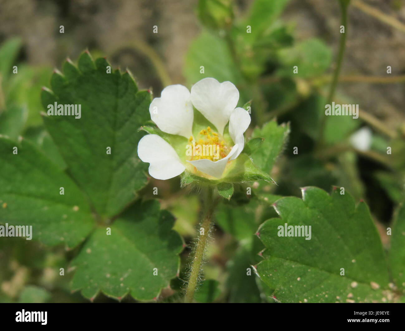 Cinquefoil shape hi-res stock photography and images - Alamy