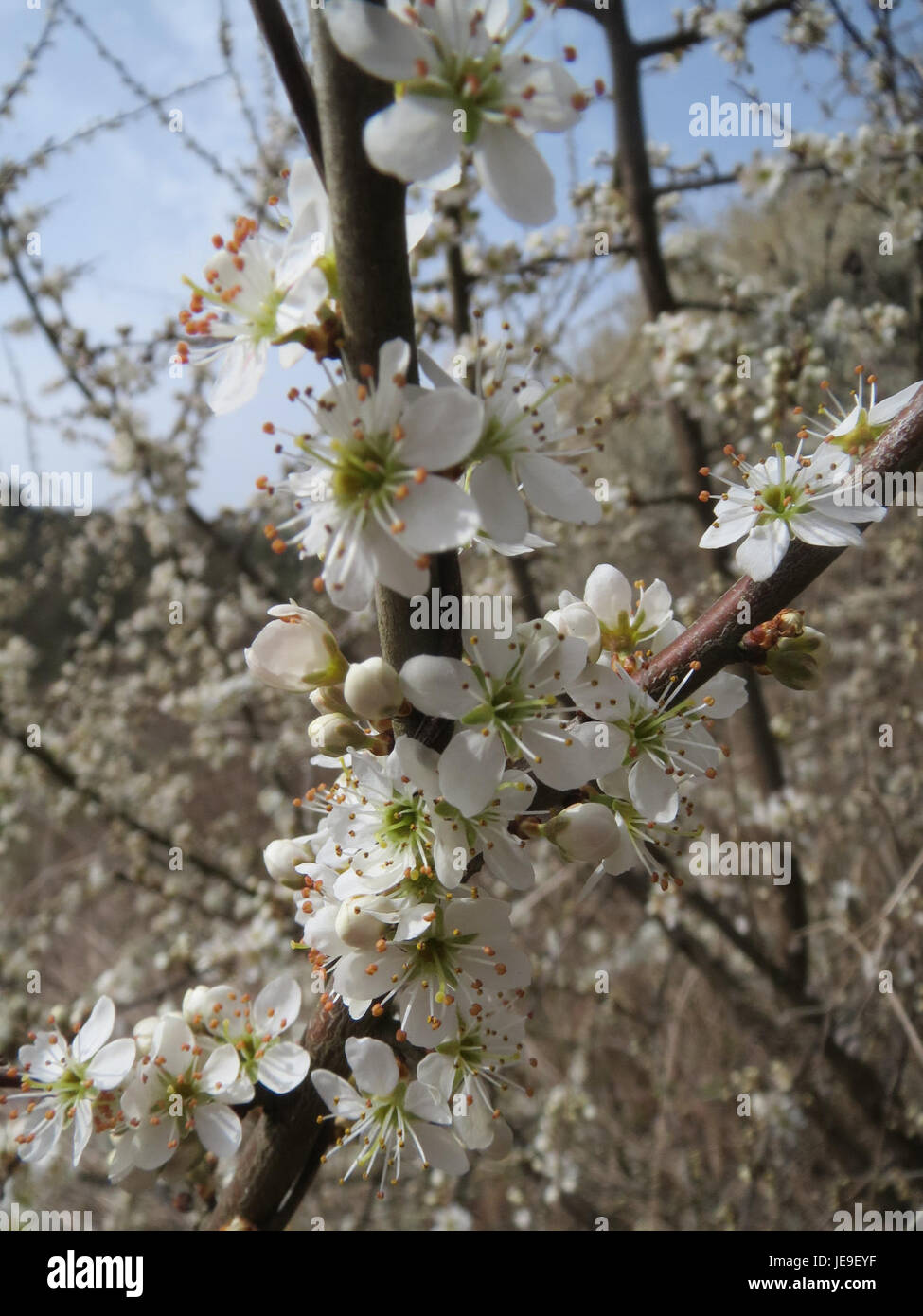 This image features Prunus spinosa, commonly known as the sloe tree ...