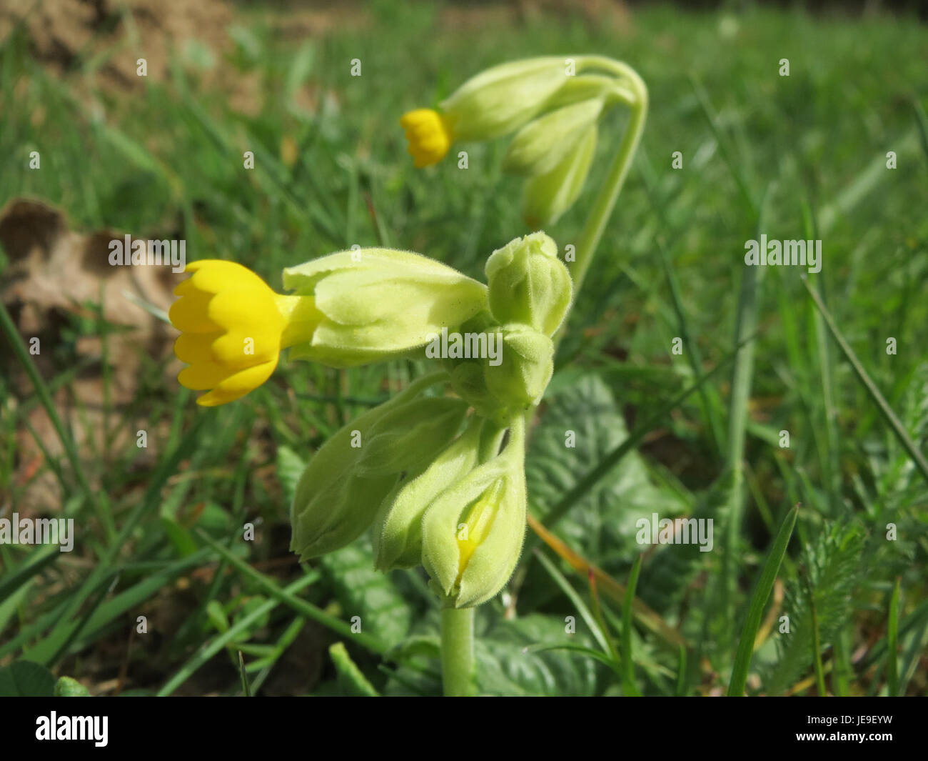 This image shows a close-up of Primula veris, commonly known as cowslip ...