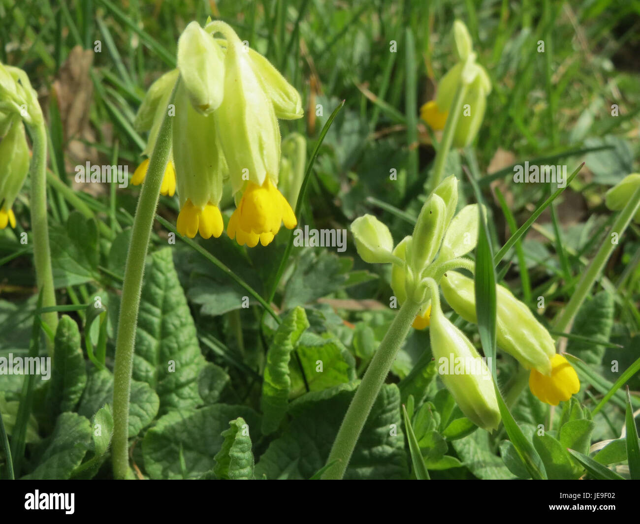 Primula veris commonly known hi-res stock photography and images - Alamy
