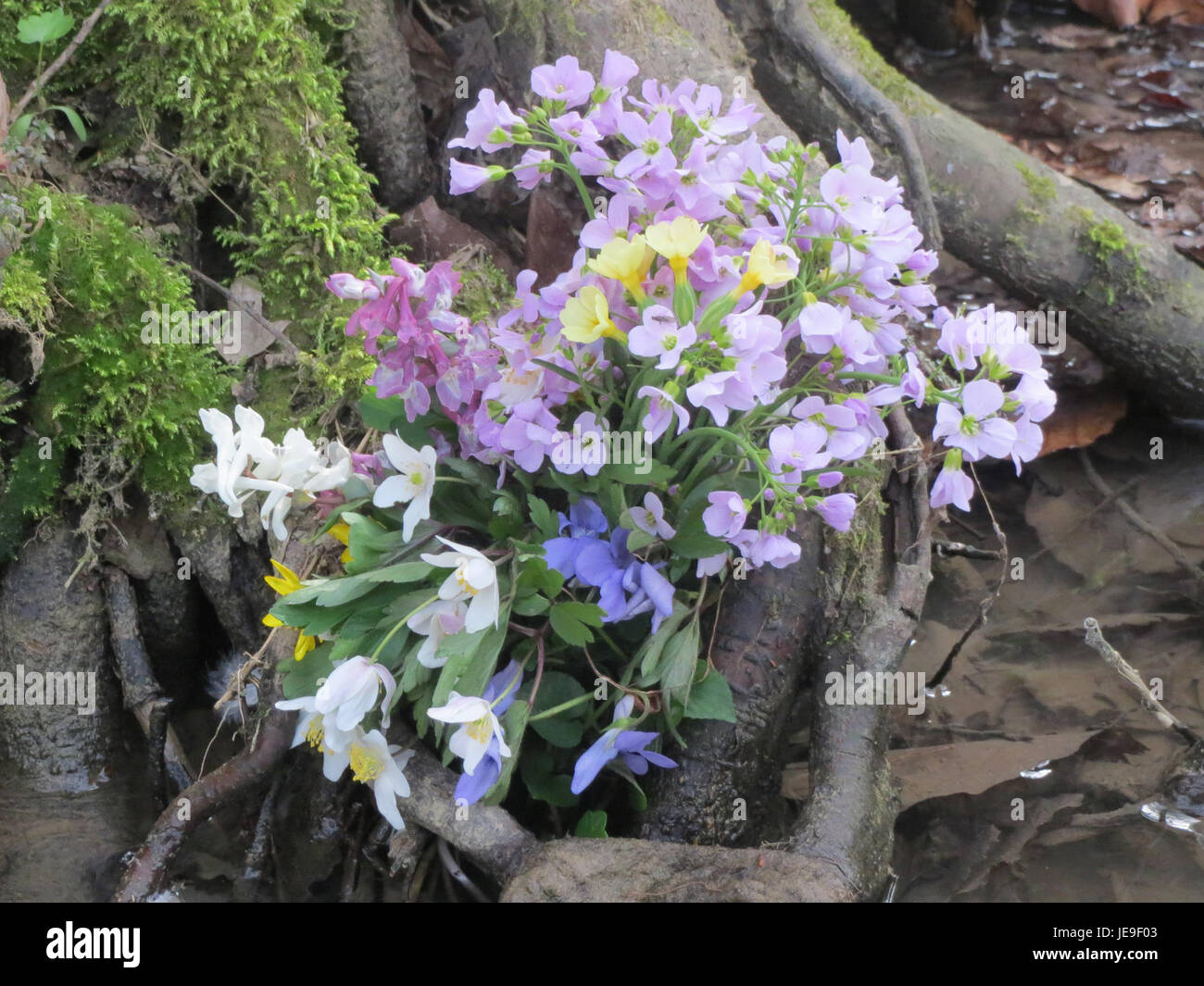 Border between two countries hi-res stock photography and images - Alamy