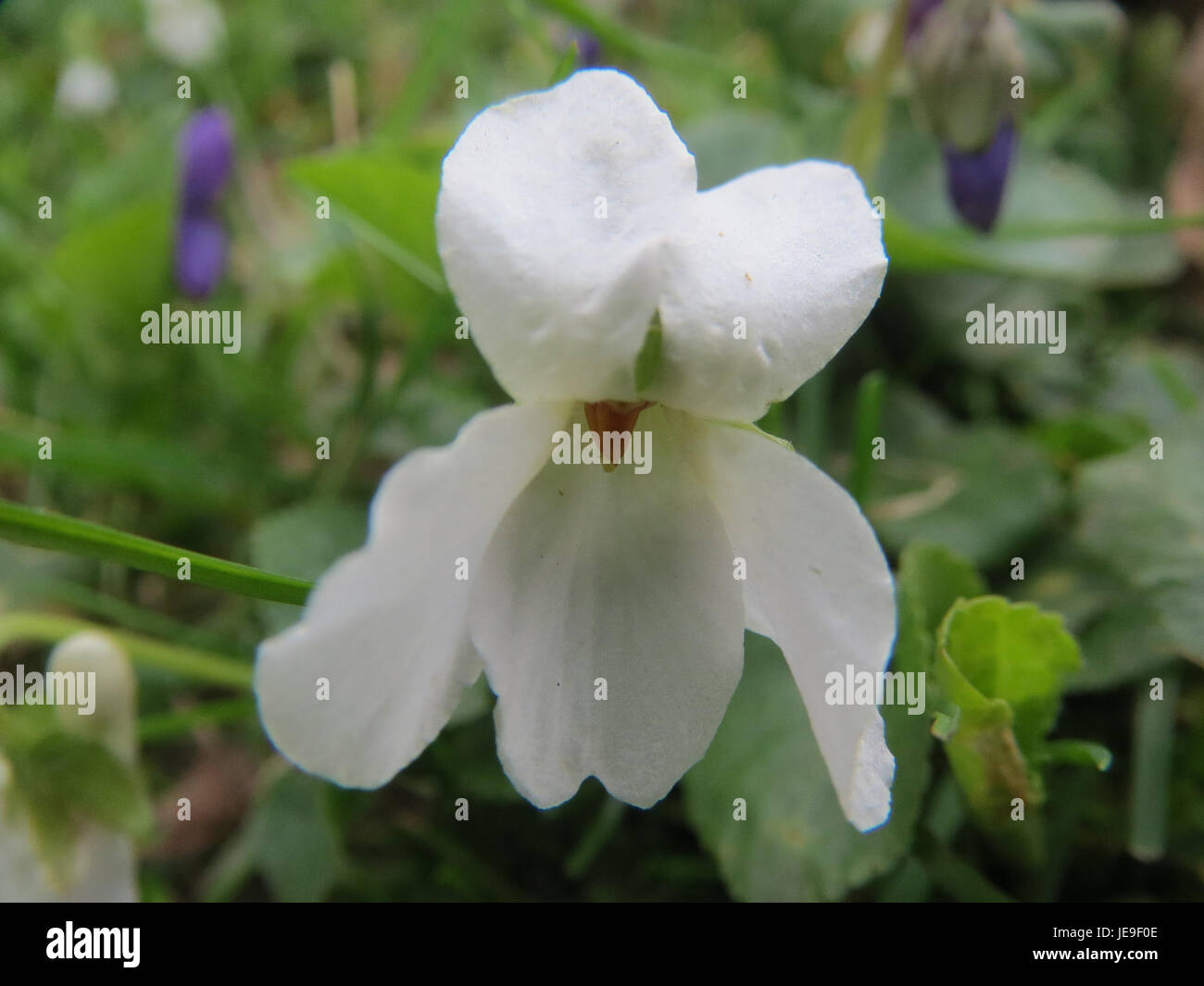 Viola odorata, commonly known as the sweet violet, is a small perennial ...