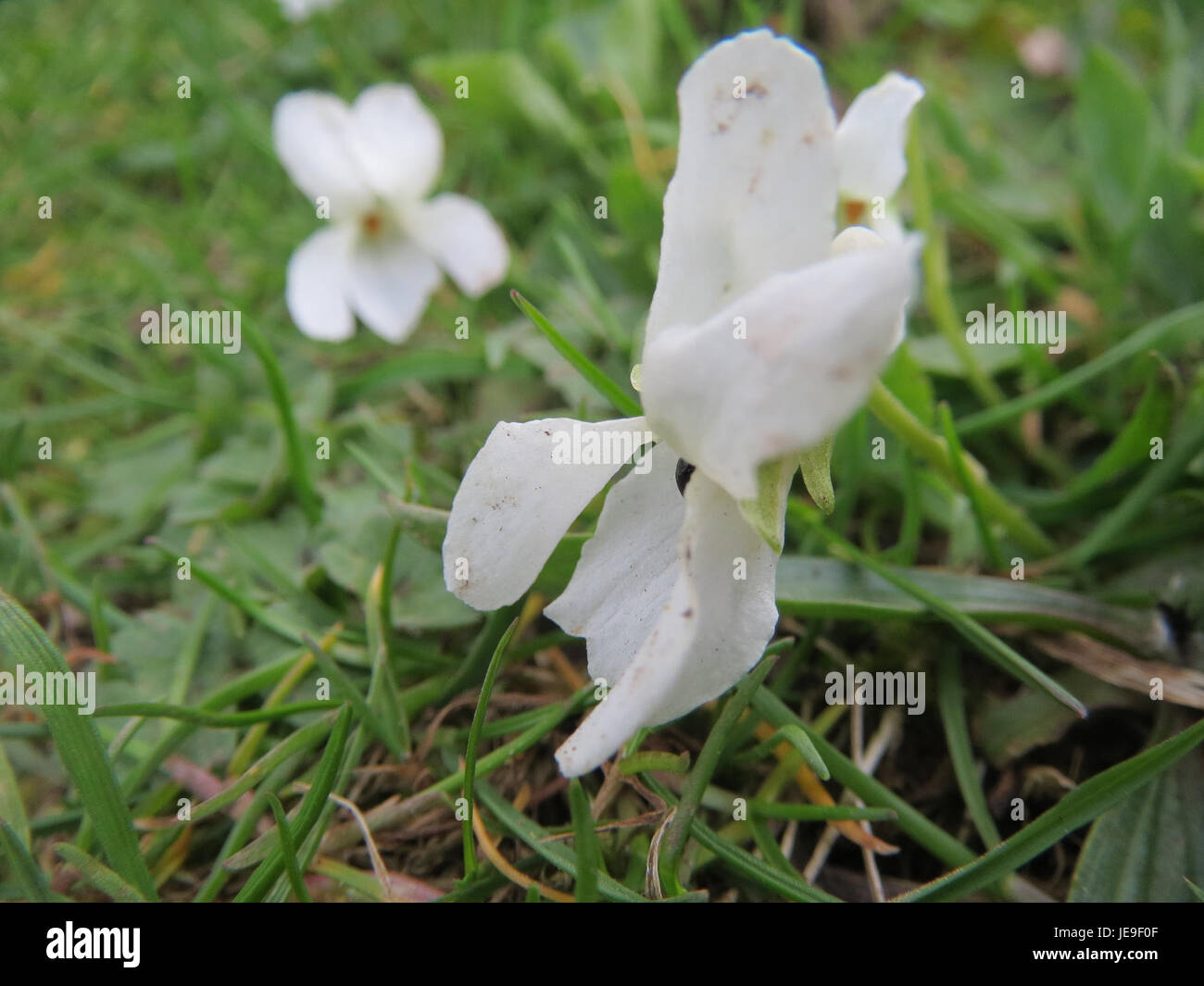 'Viola odorata', commonly known as sweet violet, is a perennial ...