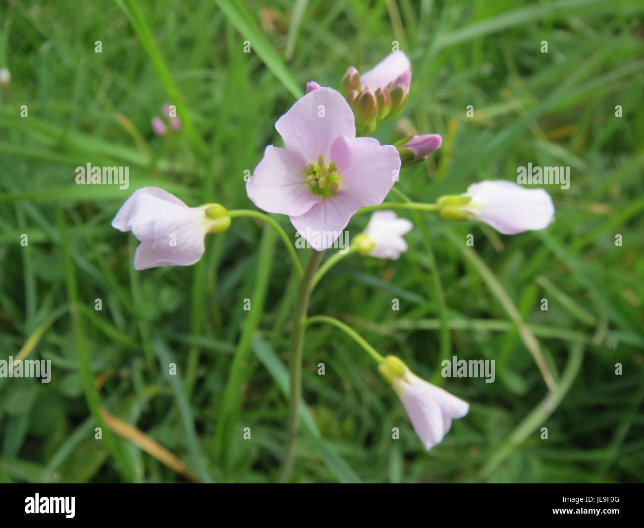 Cardamine identification hi-res stock photography and images - Alamy