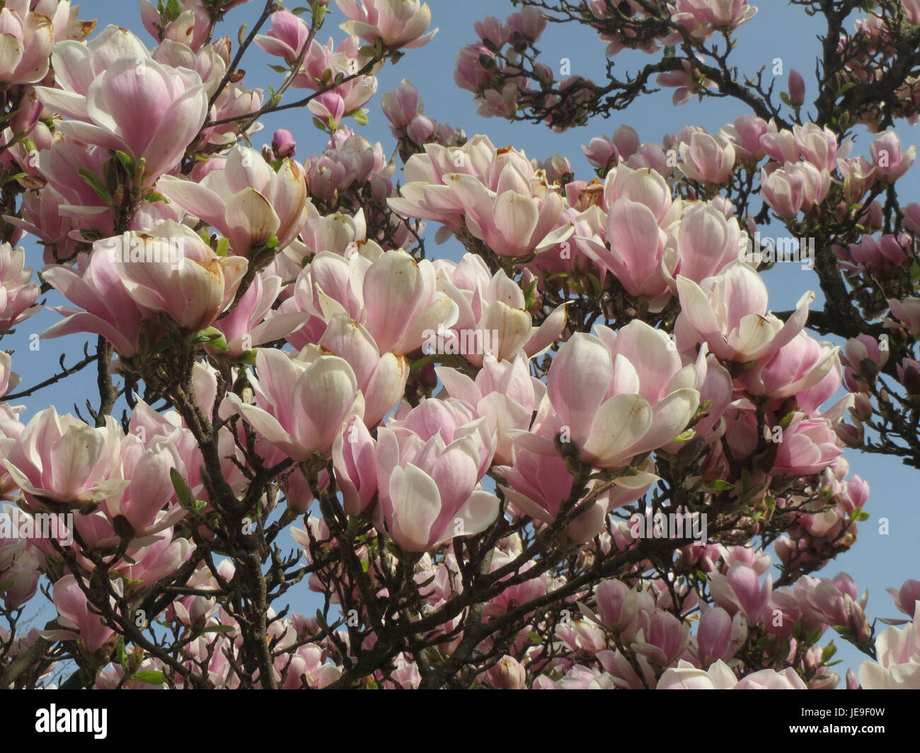 Magnolia large genus species hi-res stock photography and images - Alamy